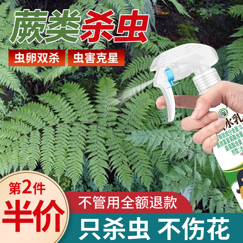 蕨类杀虫剂花卉植物土壤灭盆栽小飞虫药蚧壳虫蚜虫打虫家