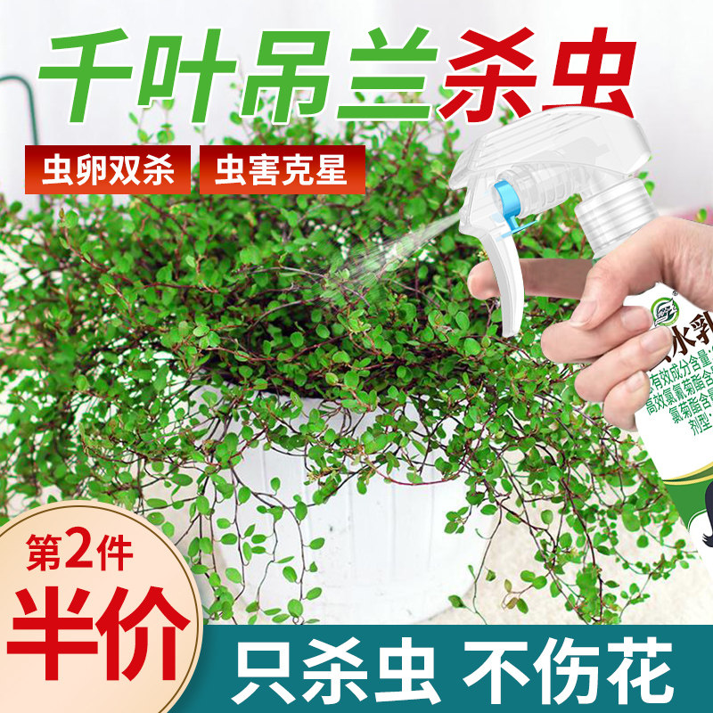 千叶吊兰杀虫剂花卉植物土壤灭盆栽小飞虫药蚧壳虫蚜虫打虫家用治