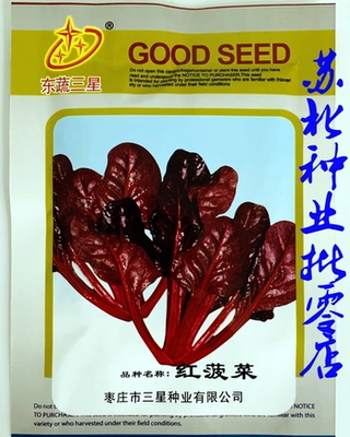 红色菠菜种籽炫紫菠菜种子蔬菜种孑秋冬季种耐寒富含花青素味道好