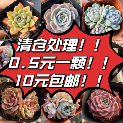 10元包邮梦露奶茶雪莲多肉新手