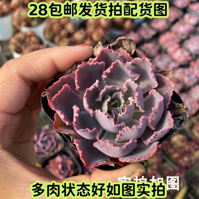 多肉晚霞之舞紫色包菜