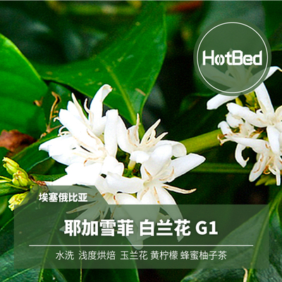 【温床咖啡】埃塞 耶加雪菲 白兰花G1水洗 三个精选豆种 柑橘花香
