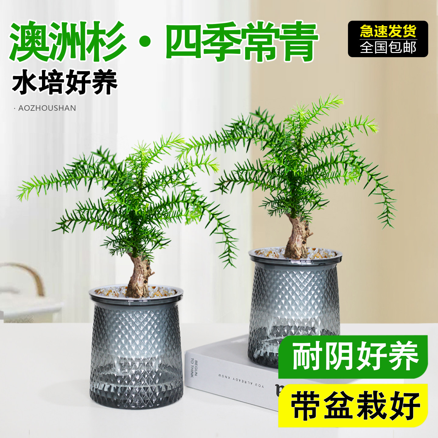 澳洲杉盆栽植物净化空气观叶绿植室内盆景办公室桌面好养易活水培