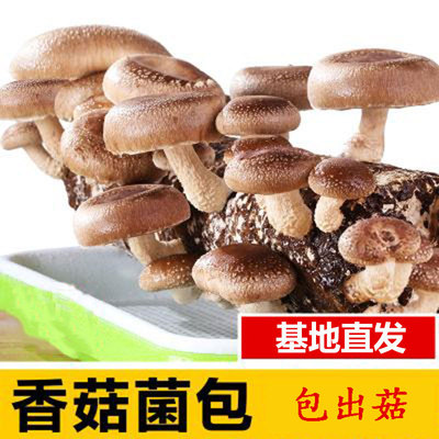 食用菌棒菌种 菌包 香菇 平菇食用蘑菇农产品蘑菇菌种子多肉阳台