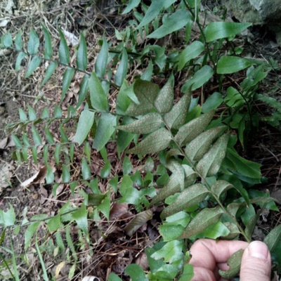 新鲜良姜野生中草药阉鸡