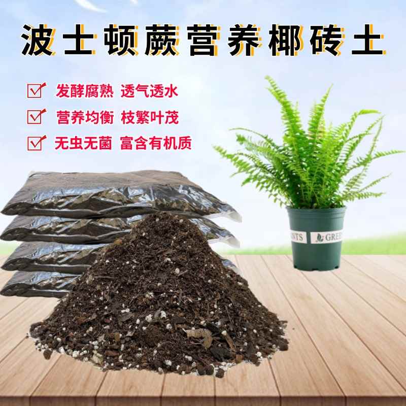 波士顿蕨椰砖土蕾丝霸王蕨室内盆栽蕨类垂吊植物养花种植土透气