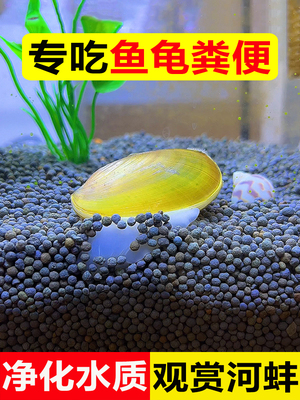 观赏黄金小河蚌河专吃鱼粪净水蚬鱼缸淡水贝壳活苹果除藻黑金刚螺