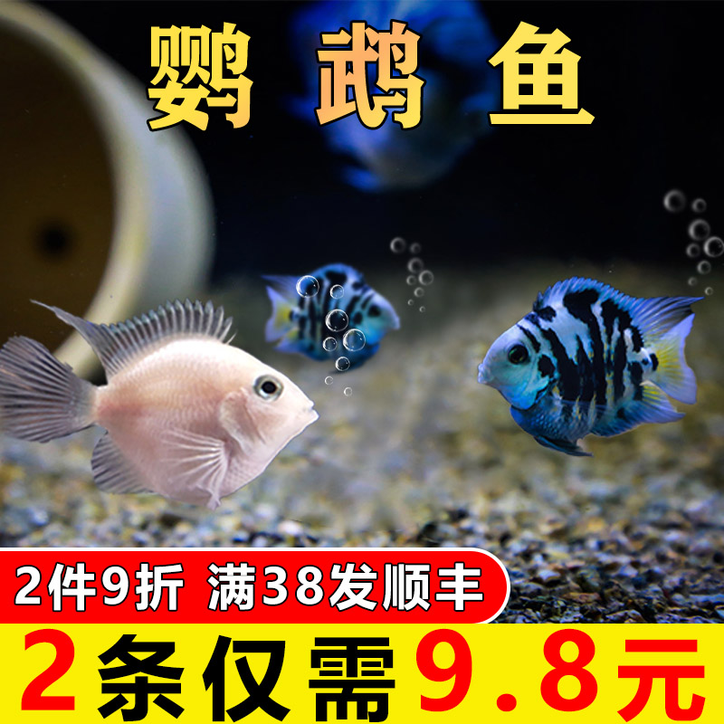 迷你鹦鹉鱼苗热带观赏鱼小型淡水好养活体宝蓝白金种鱼一对繁殖组