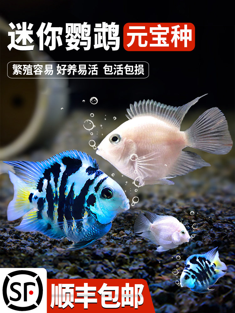 迷你鹦鹉鱼活体鱼小型淡水热带观赏鱼苗三湖慈鲷宝蓝白金繁殖种鱼