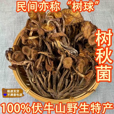 秦岭深山伏牛山野生树秋菌蘑菇农户采摘特产野生茶树菇干货煲汤料