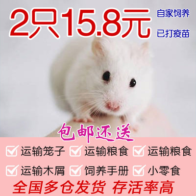 稀有小仓鼠活物已打疫苗银狐布丁紫仓三线宠物活体金丝熊一对包活