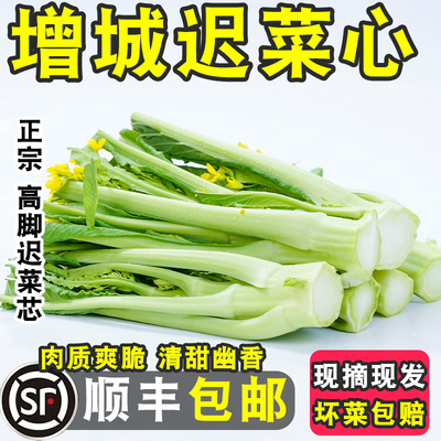 迟菜心增城小楼新鲜 净心现摘现发高脚广东特产5斤蔬菜送礼年货