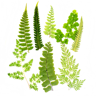 乌蕨DIY铁线蕨类真植物标本树叶