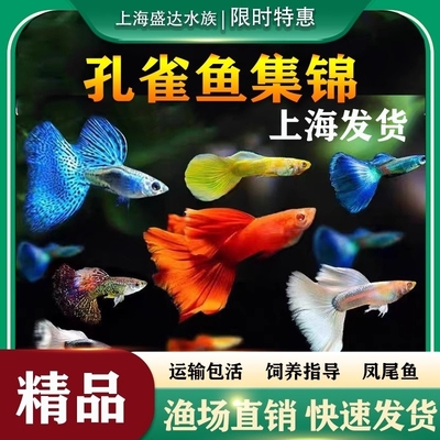 孔雀鱼象牙白礼服天空蓝观赏鱼