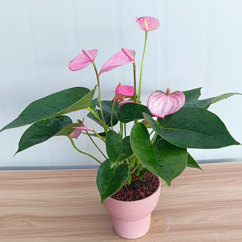粉掌花烛室内桌面观花净化空气花卉绿植盆栽