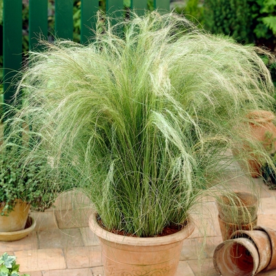 深山花奴幼苗种苗观赏草苔草光纤草兔尾草马蹄金针茅花境组合盆栽
