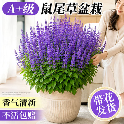 好养活花卉盆景|鼠尾草大苗老桩