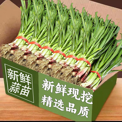 新鲜现挖红皮蒜苗大蒜苗现挖现发新鲜红皮大蒜苗叶青蒜苗红根包邮