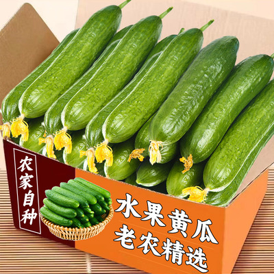 现摘水果小黄瓜5斤新鲜黄瓜甜脆小青瓜荷兰蔬菜农家自种生吃包3邮