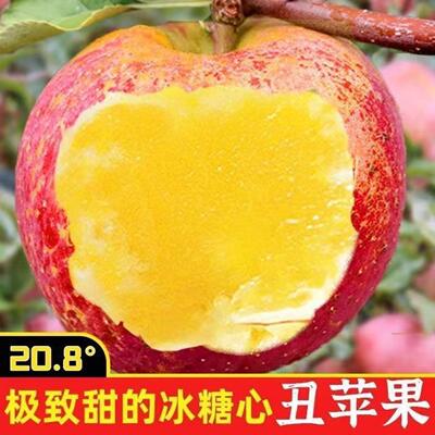 昭通冰糖心丑苹果树苗红