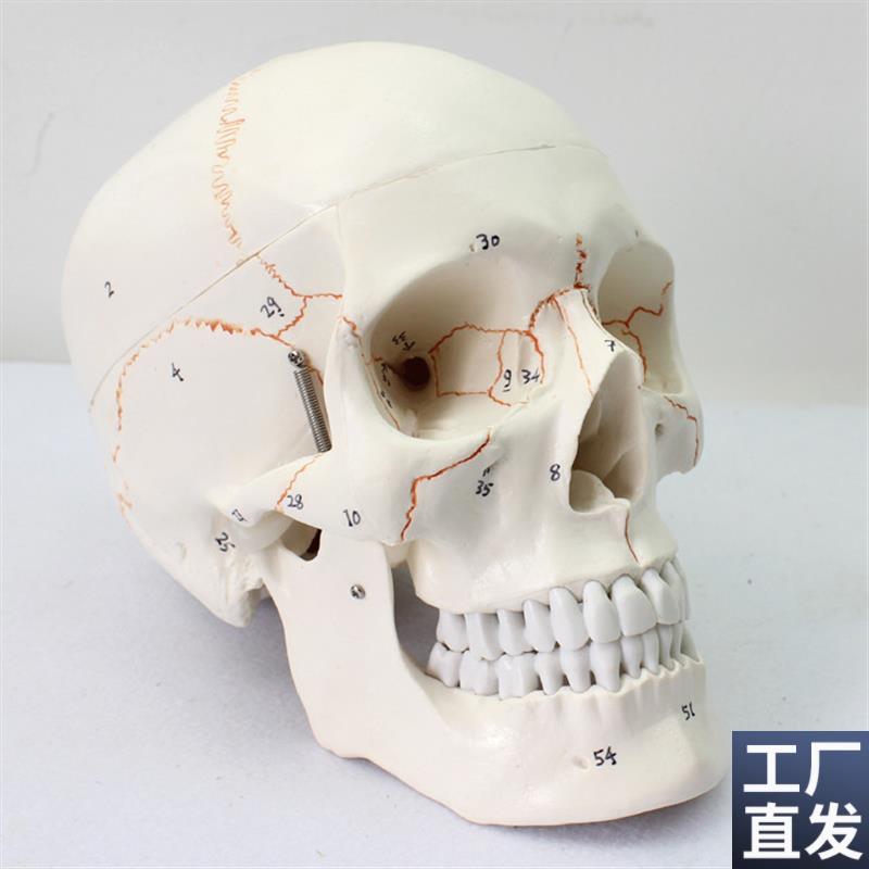 颐诺正品医用人体头n头颅骨模型标本骨骼模型学生用品用具模型礼
