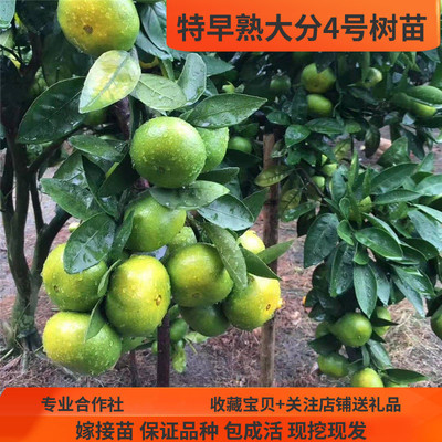 大分4号特早树苗湖南嫁接果树苗桔子苗橘子树苗大分4号特早橘子苗