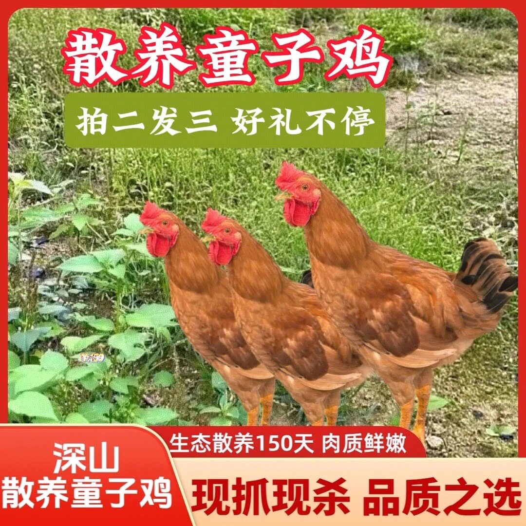 农村童子鸡皖南土鸡纯粮散养青年公鸡三只装 皖南大山京东发货