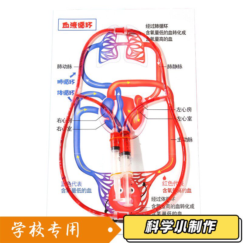 血液循环模型儿童认识人体内脏结构玩具医学仿真器官科学实验S03