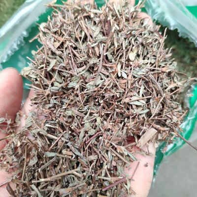 材 丁葵草 1kg人字草 二叶人字草 苍蝇翼 乌蝇翼真货