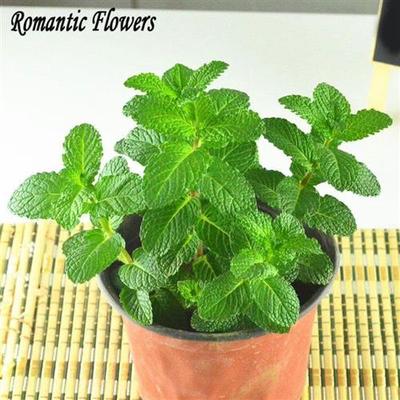 spearmintdblcflowveg