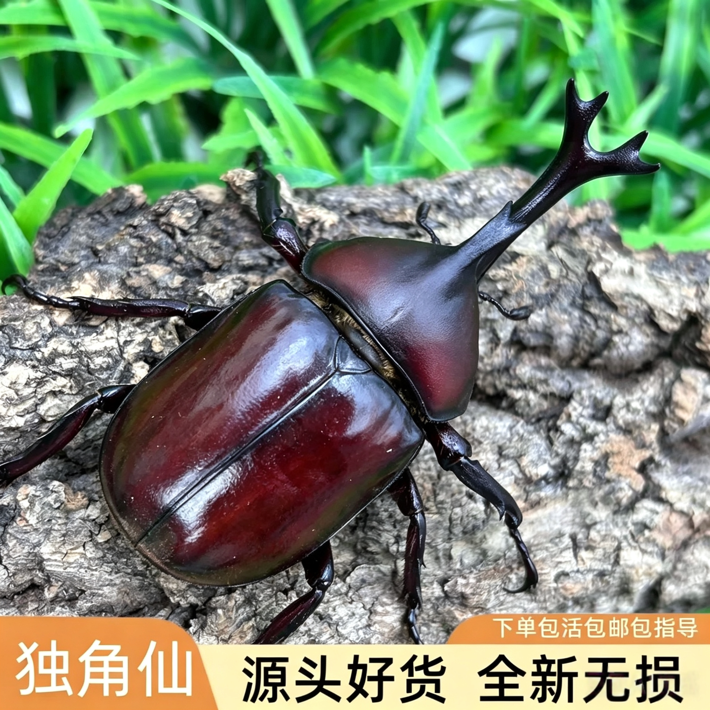 【2026年独角仙成虫现货】新虫 独角仙幼虫新手套餐昆虫宠物活体