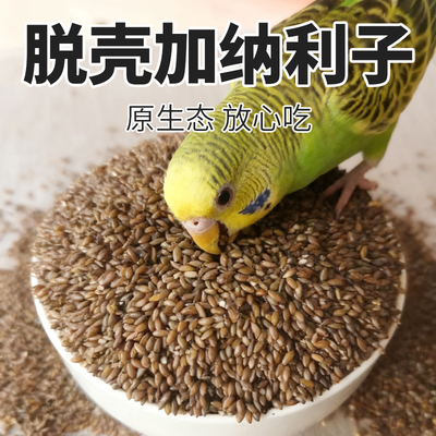 去壳加纳利子仁增肥亮羽鸟粮