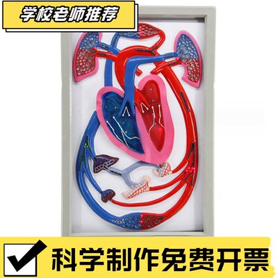 心搏与血液循环模型 动态演示生物实验器材教学仪器电动教具B72