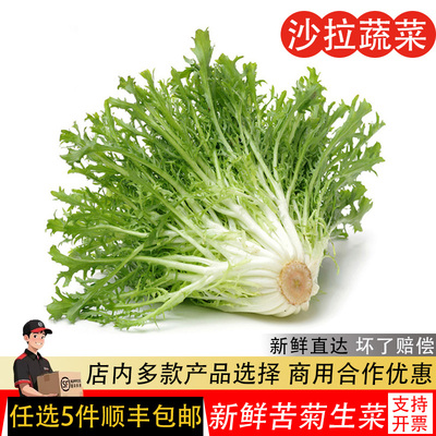 苦菊新鲜苦细叶苦叶生菜健身轻食