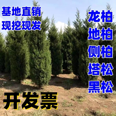 塔松树苗侧柏龙柏地柏苗