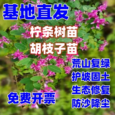 柠条树苗胡枝子苗紫穗槐苗刺槐苗