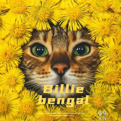 Billie bengal ins摄影师 豹猫 巧妙构思猫咪摄影学习参考素材