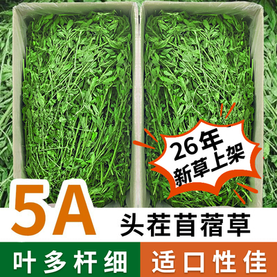 26年兔草紫花苜蓿草龙猫豚鼠牧草