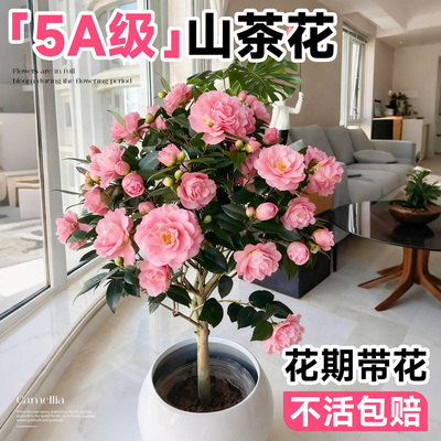 5A级山茶花盆栽带花苞不活包补