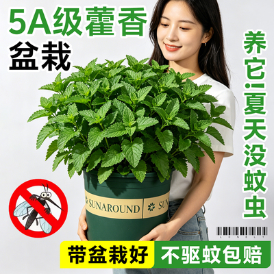 藿香盆栽可食用香叶绿植易养