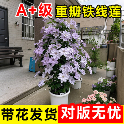 重瓣倒影铁线 线莲大苗乌托 托邦爬藤植物庭院阳台银币花卉盆栽四