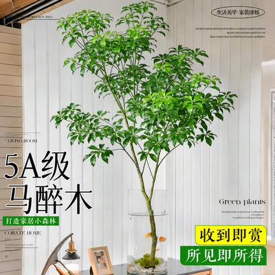 【特级马醉木】不活包补鲜切鲜发