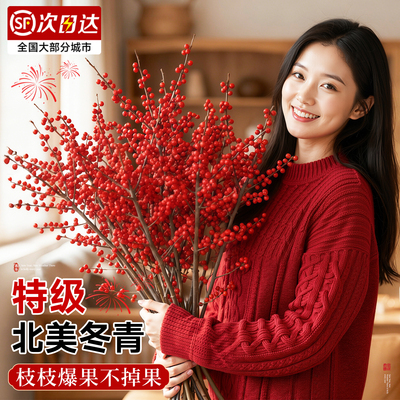 【爆果发货】北美冬青枝枝爆果