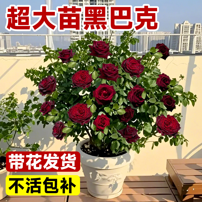 黑巴克月季花苗玫瑰花树苗老桩盆栽四季开花带花苞特大花浓香花卉 商品图