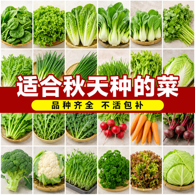 秋播各种蔬菜种子菜籽种子孑大全四季香菜萝卜菠生菜秋冬庭院阳台