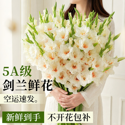 【空运速发】5A级剑兰鲜花包开花