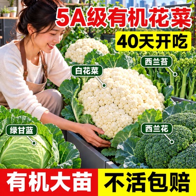 【40天开吃】有机花菜苗大全