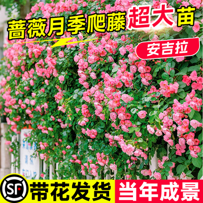 安吉拉1米6大苗蔷薇花苗藤本月季花爬藤植物四季花卉盆栽玫瑰绿植