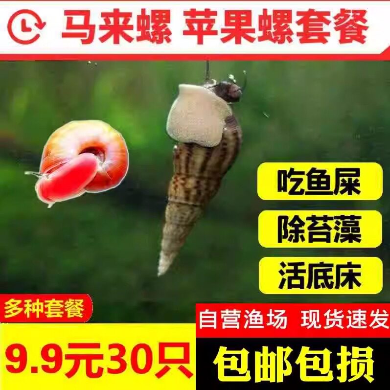 马来螺苹果螺观赏螺活体除藻螺鱼缸清洁吃鱼屎工具水族淡水螺套餐