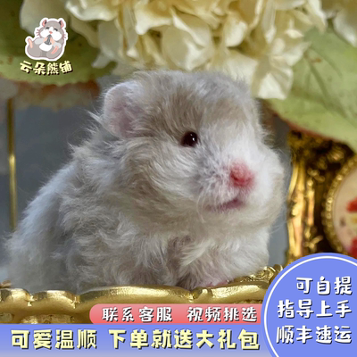 家养波利金丝熊温顺视频挑选卷毛